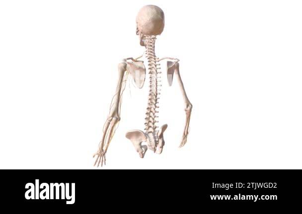 The human skeletal system and the nervous system in the left arm Stock ...