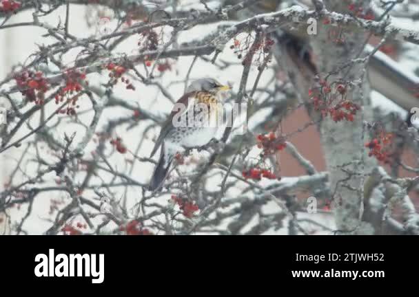 A redwing (Turdus iliacus) Bird eating fruit on a tree in winter. 4K ...