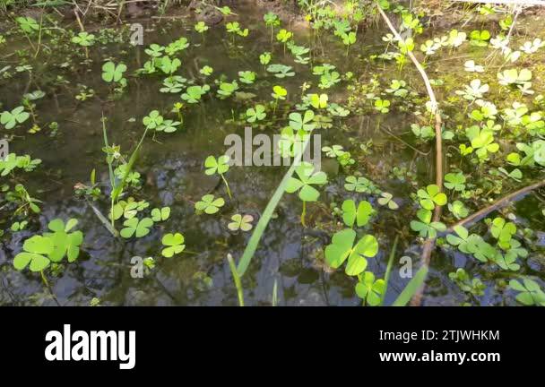 Marsilea plant on water surface. It is an aquatic plant of the Marsileaceae family.It's other ...