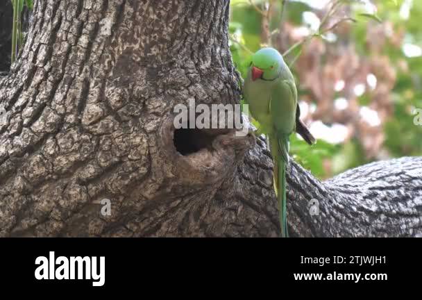 Parrot tree hole Stock Videos & Footage - HD and 4K Video Clips - Alamy
