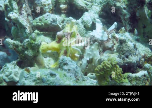 A yellow frog fish or angler fish is floating underwater looking for ...