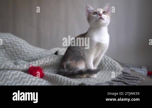 Ball of insects Stock Videos & Footage - HD and 4K Video Clips - Alamy