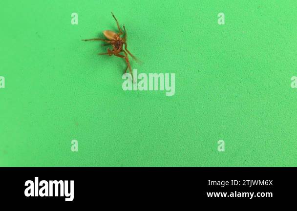 Spider dying from repellents on green background. Closeup of spiders ...