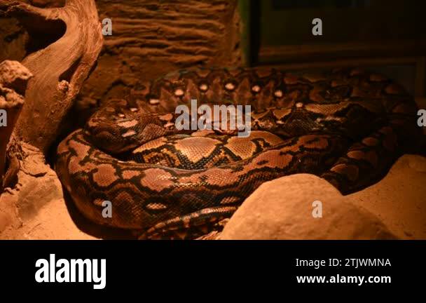 Madagascar night snake Stock Videos & Footage - HD and 4K Video Clips ...