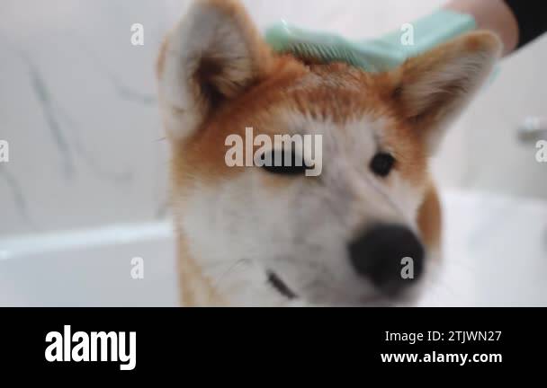 Close-up purebred Akita in bath with female hand caressing in slow ...
