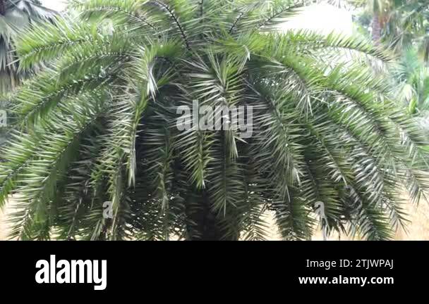 Phoenix sylvestris (Also called sylvestris, silver date palm, Indian ...