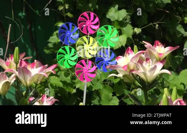 Lily toy Stock Videos & Footage - HD and 4K Video Clips - Alamy