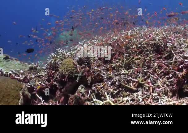 Underwater world of Bali is teeming with remarkable assortment of fish ...