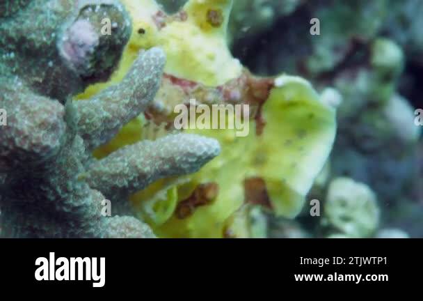 A yellow frogfish or anglerfish is floating underwater looking for food ...