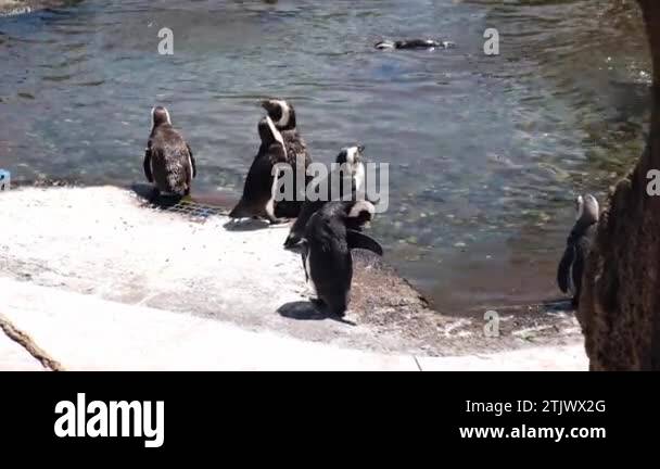 Stone aviary Stock Videos & Footage - HD and 4K Video Clips - Alamy