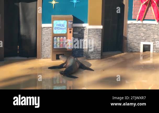 Otter show Stock Videos & Footage - HD and 4K Video Clips - Alamy