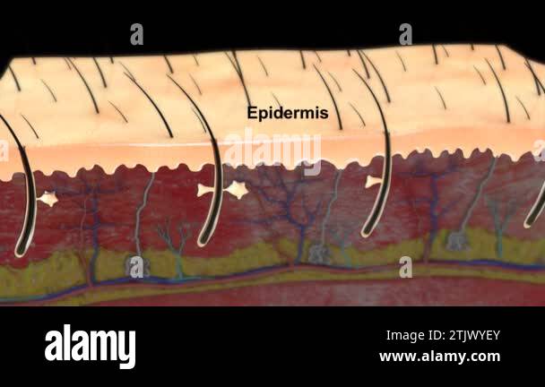 Subcutaneous tissue diagram Stock Videos & Footage - HD and 4K Video ...