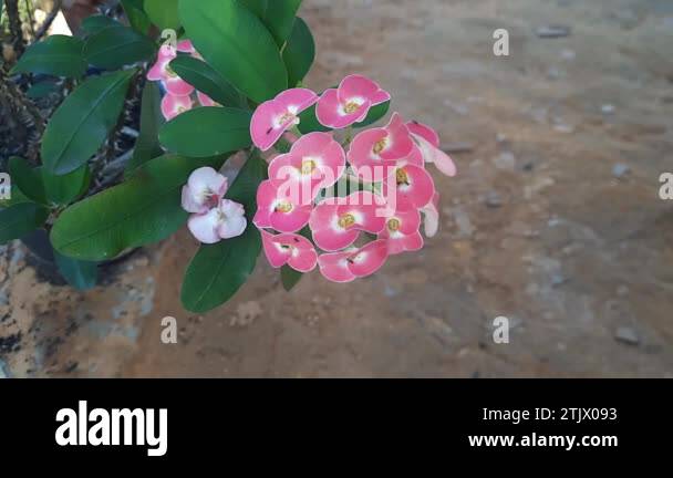 Crown of thorns madagascar Stock Videos & Footage - HD and 4K Video ...