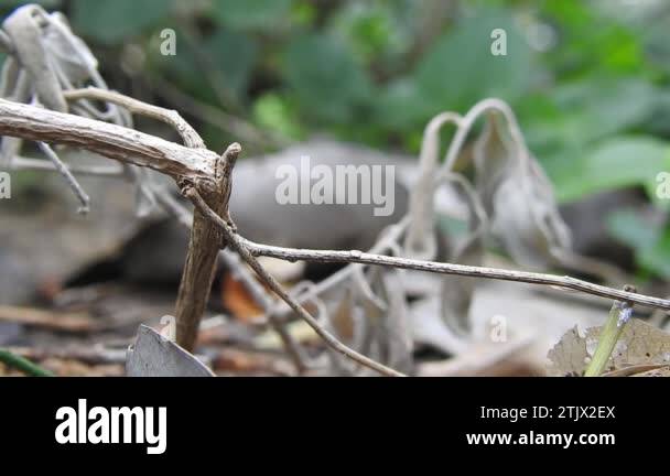 Ant bridge unity team. Ant action standing. Ant bridge unity team ...