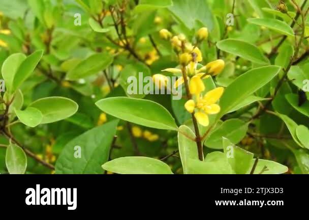 Ruta graveolens yellow flower with isolated green leaves background in ...