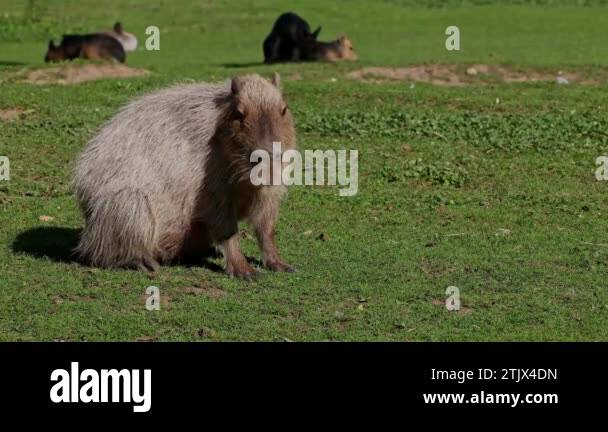 The capybara, Hydrochoerus hydrochaeris is the largest extant rodent in ...