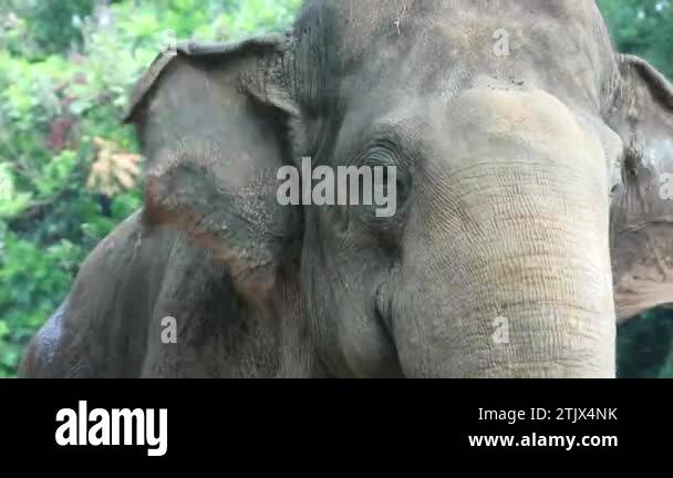 Close up photo of Sumatran elephant (Elephas maximus sumatranus) in the ...