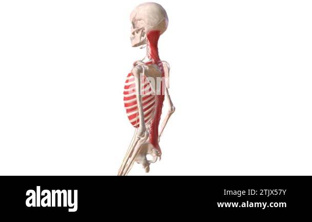 The human skeletal system and the nervous system in the left arm Stock ...