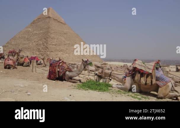 Many laying camels in Egypt. The Great Pyramids of Giza is on a ...