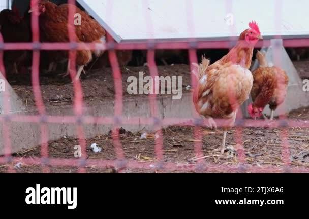 Mistreated chicken on free range chicken farm and stock breeding shows ...