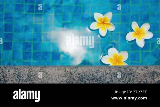 Tropical flowers frangipani plumeria floating in the water. Spa ...