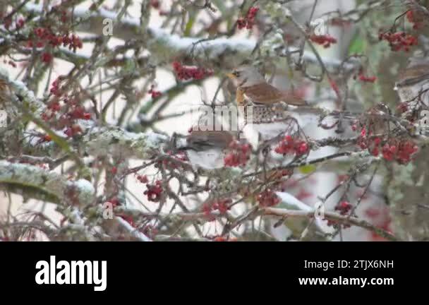 A redwing (Turdus iliacus) Bird eating fruit on a tree in winter. 4K ...