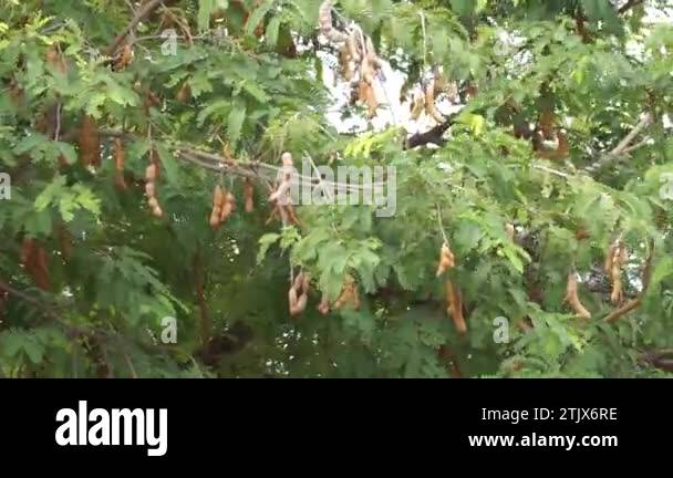 Tamarind tree fruit Stock Videos & Footage - HD and 4K Video Clips - Alamy