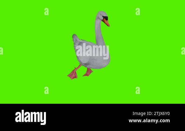 3d render green screen chroma key animation isolated White swan ...
