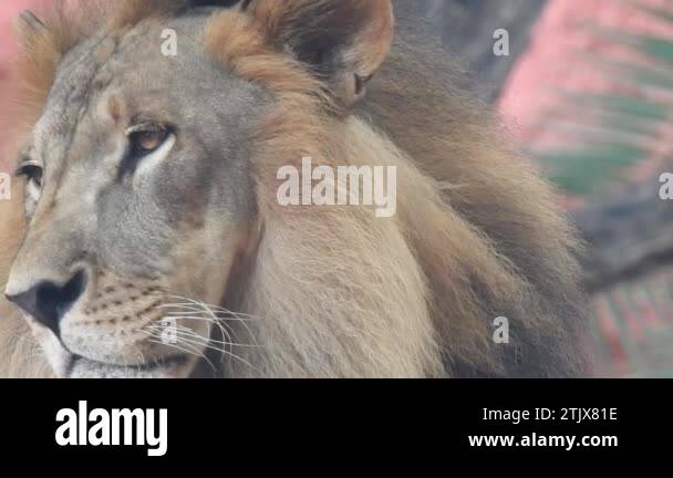 Lion and Lioness opening Mouth. Jungle king roaring detailed view of ...
