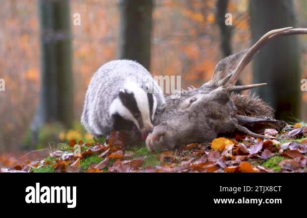 Wildlife life cycle Stock Videos & Footage - HD and 4K Video Clips - Alamy