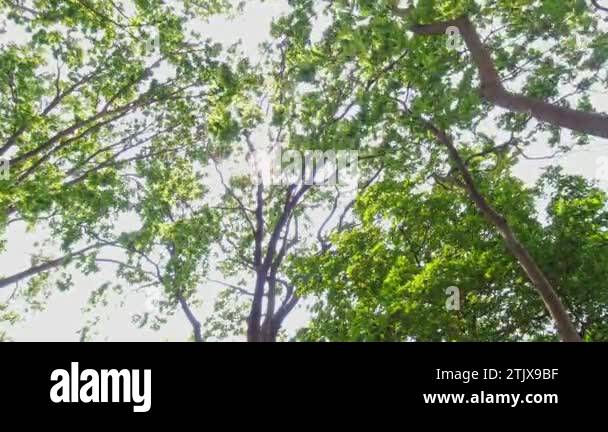 Looking up under tree canopy of the Carolinian Forest. Green arch of ...