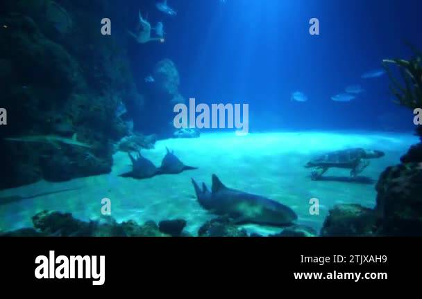 Large scale oceanarium of marine life with many species of underwater ...