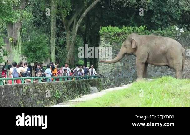 Jakarta, Indonesia on October 2022. Visitors to the Zoo are viewing and ...
