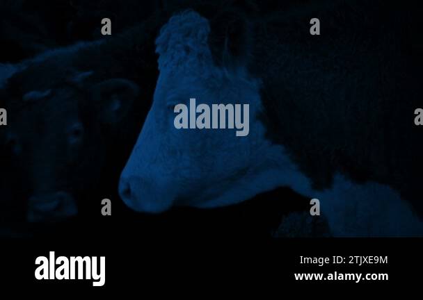 Cow looks up Stock Videos & Footage - HD and 4K Video Clips - Alamy