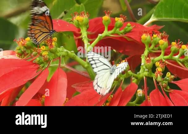 Butterfly catching flower Stock Videos & Footage - HD and 4K Video ...