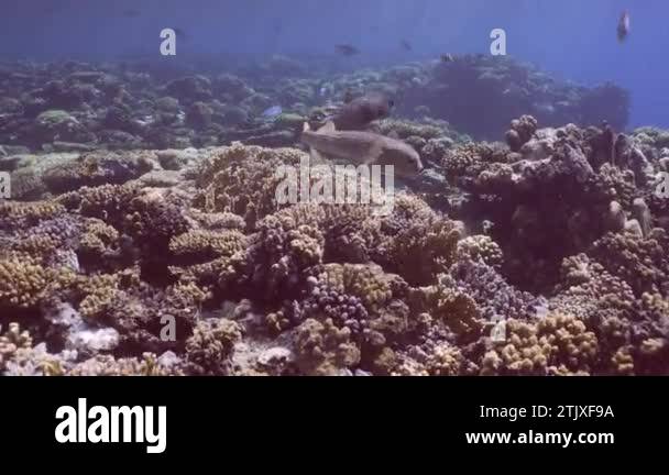 Pair of Porcupinefish floating above shallow coral reef on sunny day ...