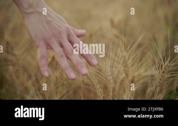 Woman touching gold wheat field Stock Videos & Footage - HD and 4K ...
