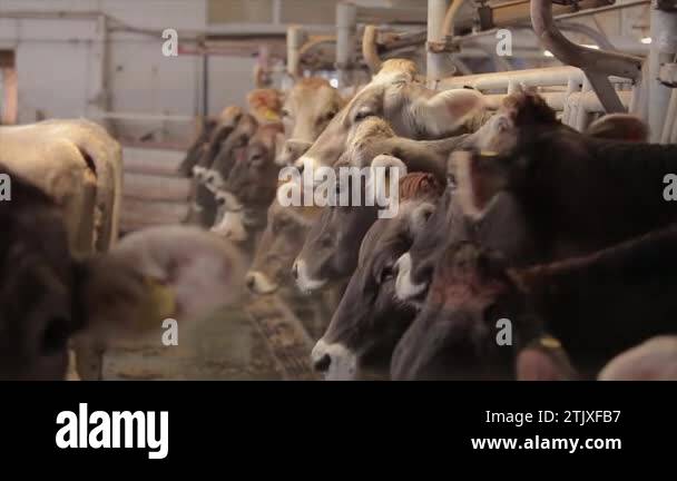 Automatic milking of cows. The process of milking cows on a dairy farm. Automated milking of ...