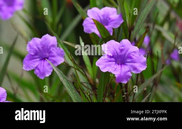 Ruellia simplex (also called kencana ungu, rawelia, rolia, rowlea) with ...