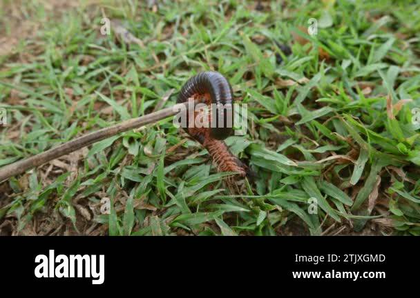 Millipede in rainy season. Big red Millipedes. It is a spiral insect ...