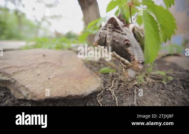 Night peacock butterfly Stock Videos & Footage - HD and 4K Video Clips ...