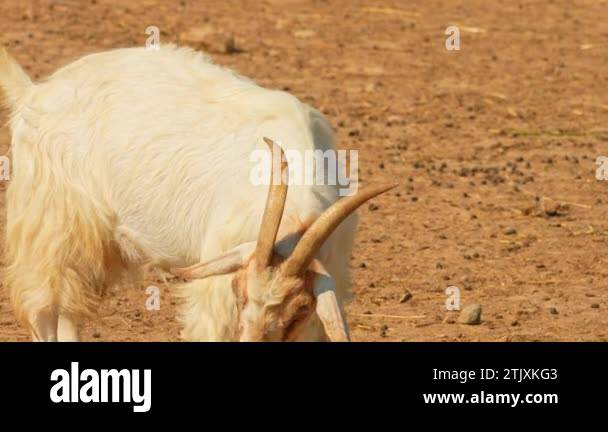 Goat eating vegetables at countryside farm during summer day. Farm ...