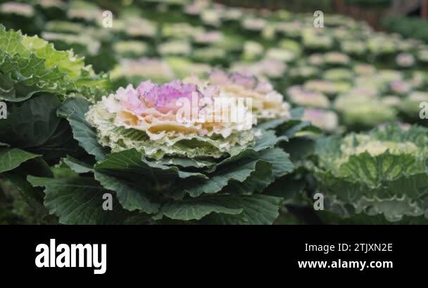Plant of ornamental cabbage field with green leaves, Ornamental cabbage ...