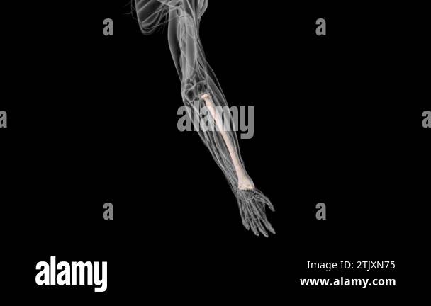Large bones Stock Videos & Footage - HD and 4K Video Clips - Alamy