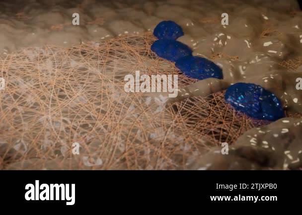 Cartilage or cartilage connective tissue Stock Videos & Footage - HD ...