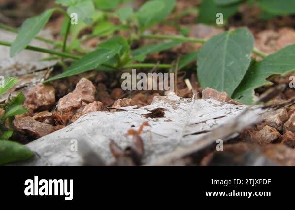 Ant bridge unity team. Ant action standing. Ant bridge unity team ...