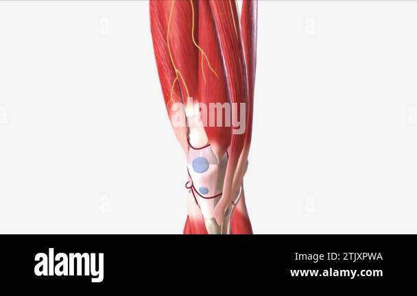 Motor nerve cell Stock Videos & Footage - HD and 4K Video Clips - Alamy