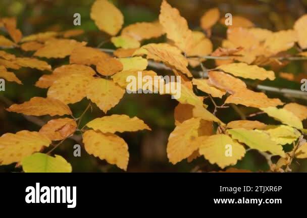 Beautiful spotted tree Stock Videos & Footage - HD and 4K Video Clips ...