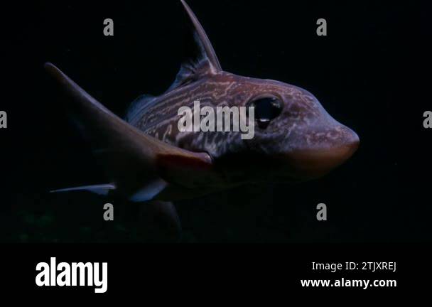 Chimera fish Stock Videos & Footage - HD and 4K Video Clips - Alamy