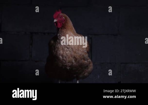 Dark farm Stock Videos & Footage - HD and 4K Video Clips - Alamy